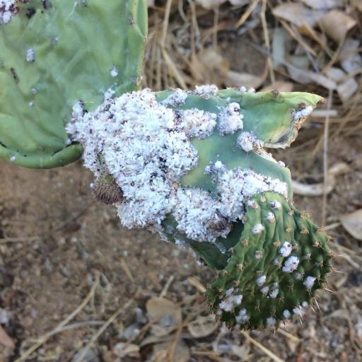 True Cochineal Bug (Dactylopius Coccus) Insect Identification Guide ...