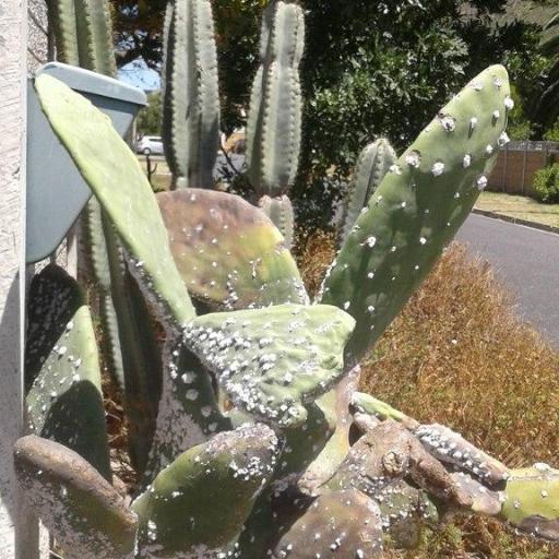 Cactus Scattered Cochineal (Dactylopius Opuntiae) Insect Identification ...