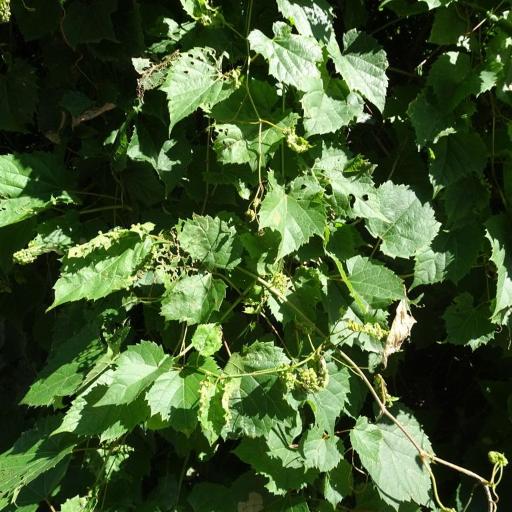 Grape Phylloxera (Daktulosphaira Vitifoliae) Insect Identification ...