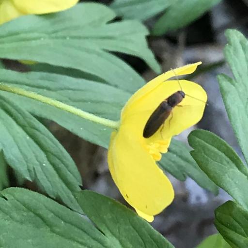 Margined Click Beetle (Dalopius Marginatus) Insect Identification Guide ...