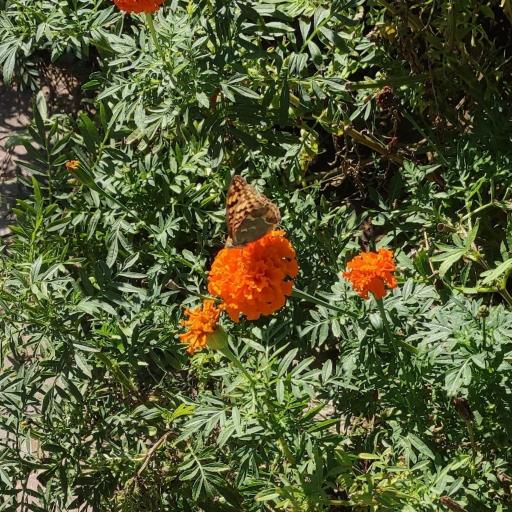 Cardinal Butterfly (Damora Pandora) Insect Identification Guide ...