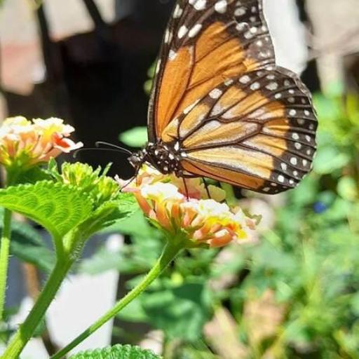 Southern Monarch (Danaus Erippus) Insect Identification Guide, Habitat ...