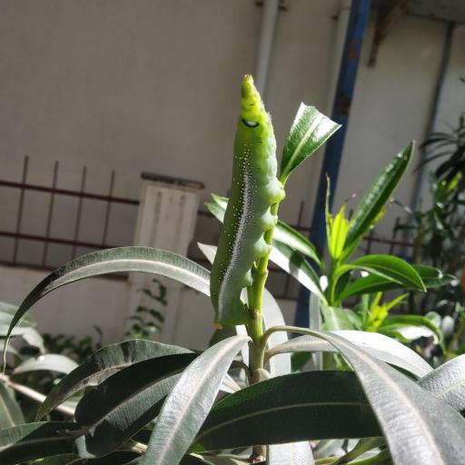 Oleander Hawkmoth (Daphnis Nerii) Insect Identification Guide, Habitat ...