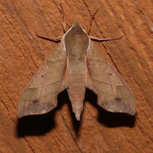 Virginia Creeper Sphinx (Darapsa Myron) Insect Identification Guide ...