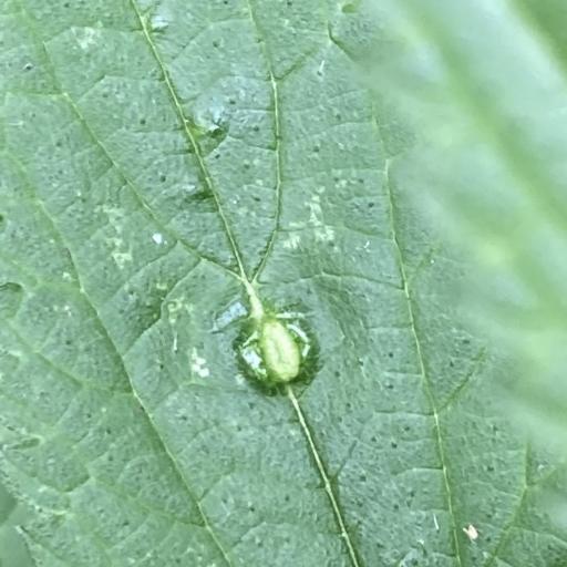 Nettle Pouch Gall Midge (Dasineura Urticae) Insect Identification Guide ...
