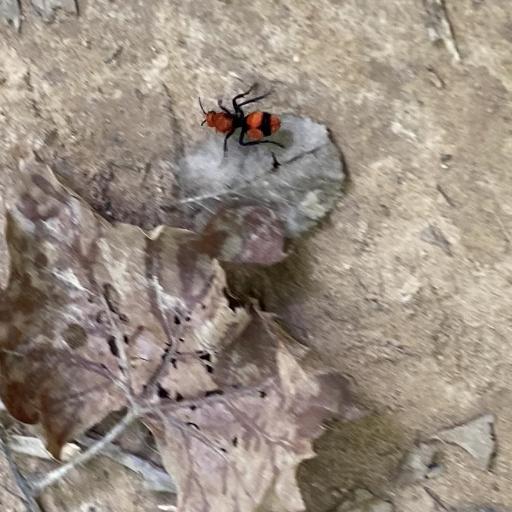 Common Eastern Velvet Ant (Dasymutilla Occidentalis) Insect ...