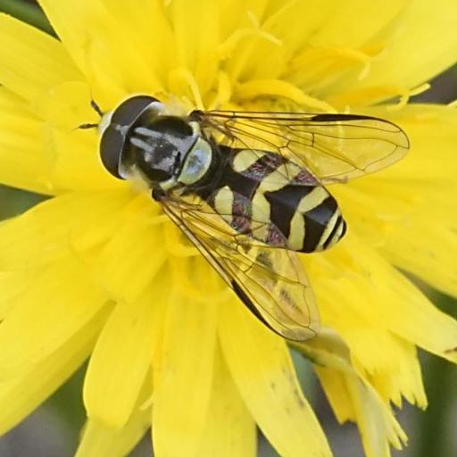 Stripe-Backed Brusheye (Dasysyrphus Albostriatus) Insect Identification ...