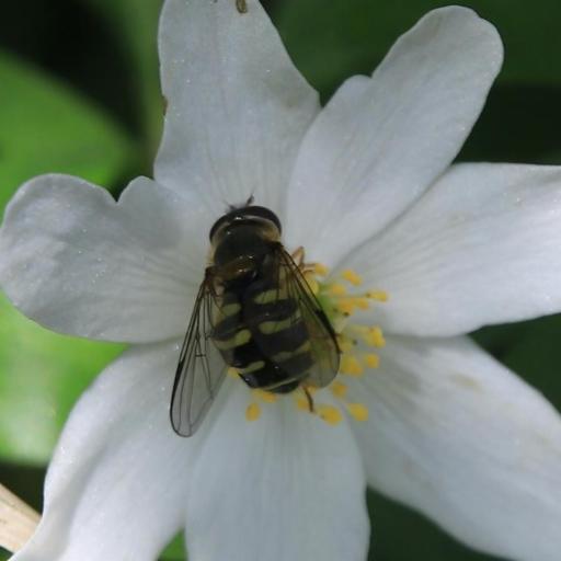 Broad-Barred Brusheye (Dasysyrphus Venustus) Insect Identification ...