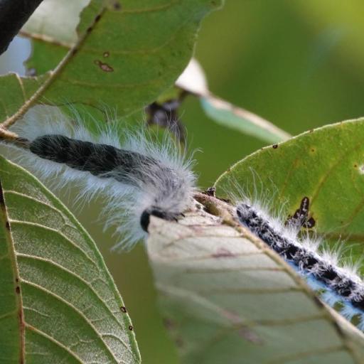 Walnut Caterpillar Moth (Datana Integerrima) Insect Identification ...