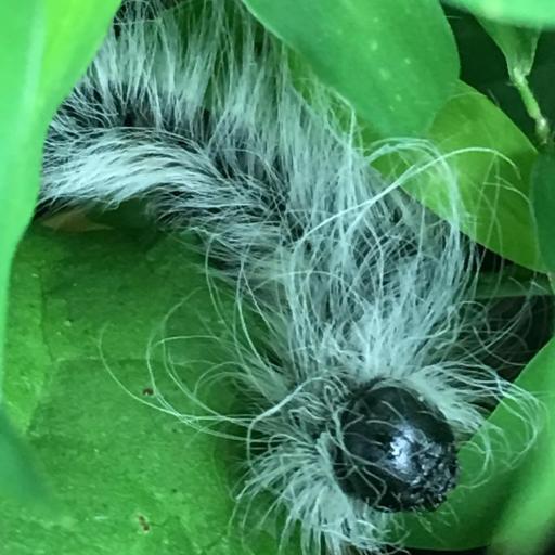 Datana Insect Identification Guide, Habitat & Facts