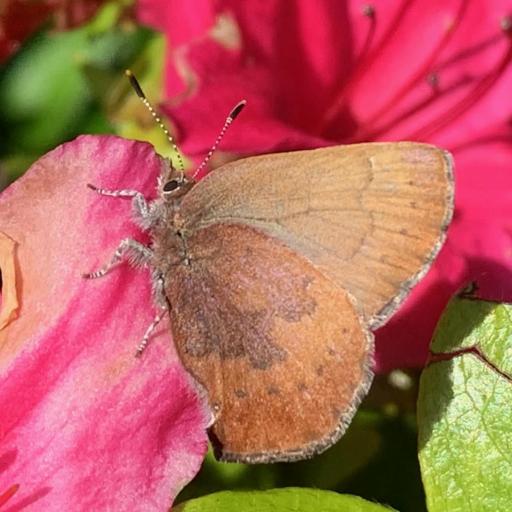 Deciduphagus Augustinus Insect Identification Guide, Habitat & Facts