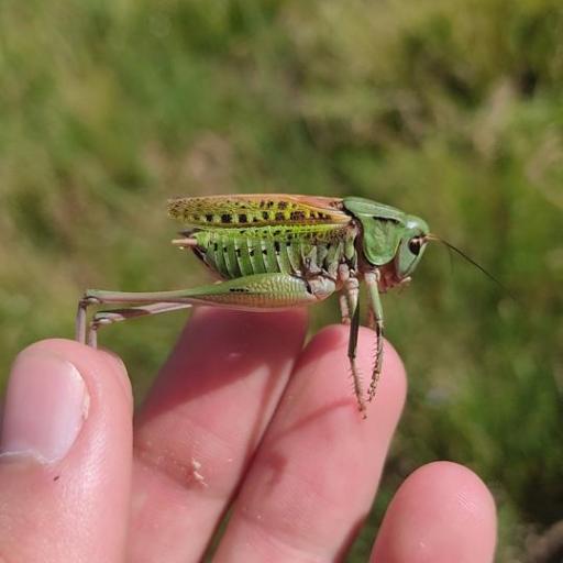 Wandering Glider (Pantala Flavescens) Insect Identification Guide ...