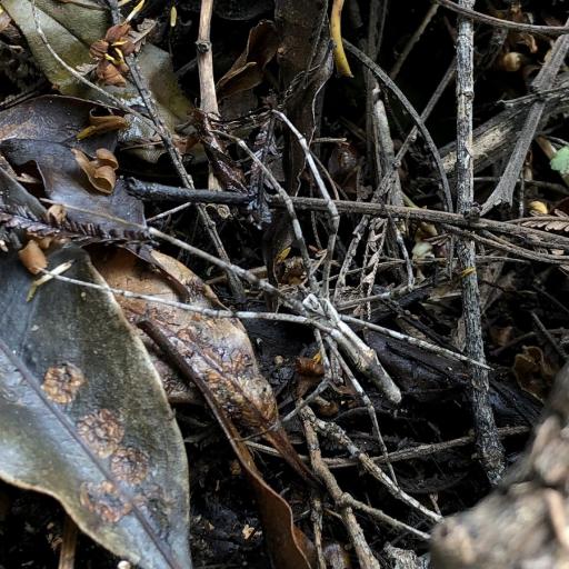 Rufous Net-casting Spider (Deinopis Subrufa) Insect Identification ...