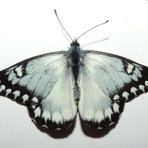 Red-spotted Jezebel (Delias Aganippe) Insect Identification Guide ...