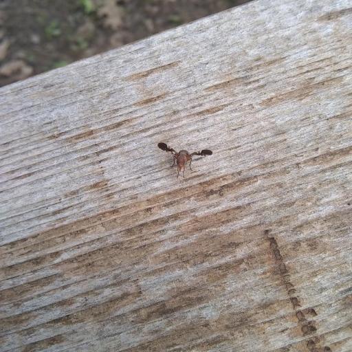 Common Picture-winged Fly (Delphinia Picta) Insect Identification Guide ...