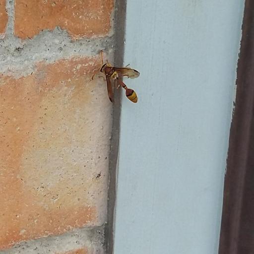 Okinawa Mud Wasp (Delta Esuriens) Insect Identification Guide, Habitat ...