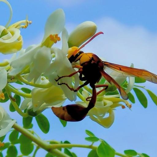 Delta Pyriforme Insect Identification Guide, Habitat & Facts