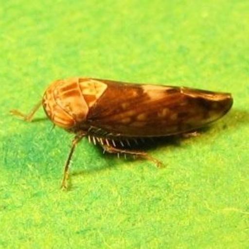 Sahara Ants And Allies (Cataglyphis) Insect Identification Guide ...