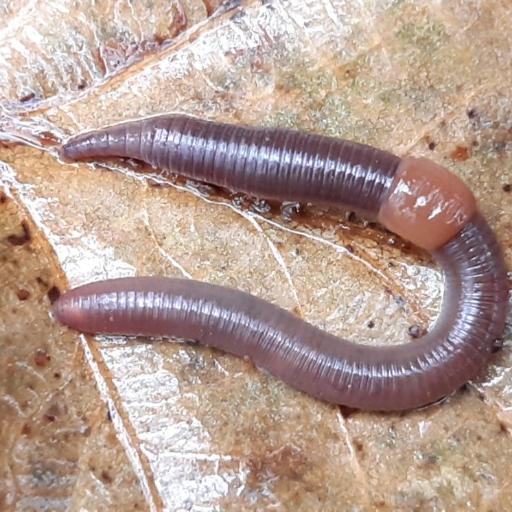 Octagonal-Tailed Worm (Dendrobaena Octaedra) Insect Identification ...