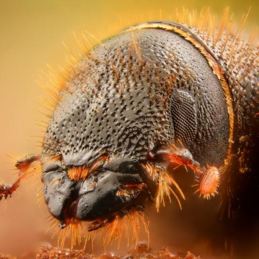 Great Spruce Bark Beetle (Dendroctonus Micans) Insect Identification ...