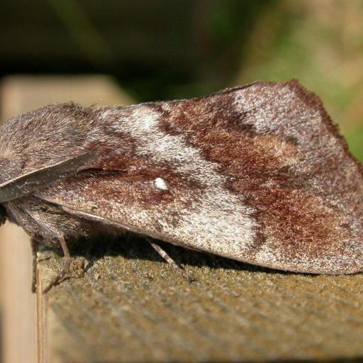 Pine-Tree Lappet (Dendrolimus Pini) Insect Identification Guide ...