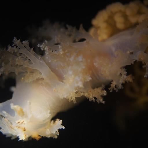 Dendronotus Lacteus Insect Identification Guide, Habitat & Facts