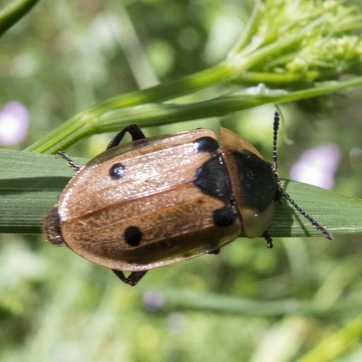 Four-spotted Carrion Beetle (Dendroxena Quadrimaculata) Insect ...
