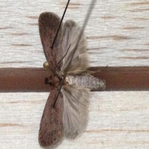 Leopard Slug (Limax Maximus) Insect Identification Guide, Habitat & Facts