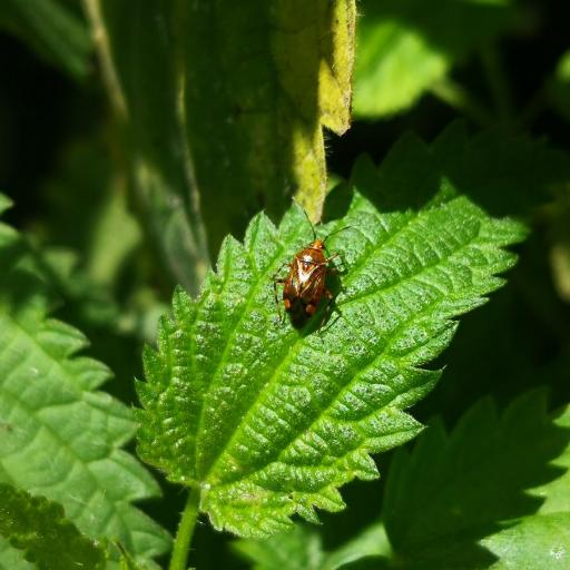 Deraeocoris Flavilinea Insect Identification Guide, Habitat & Facts
