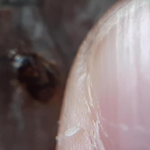 Pacific Giant Centipede (Scolopendra Subspinipes) Insect Identification ...