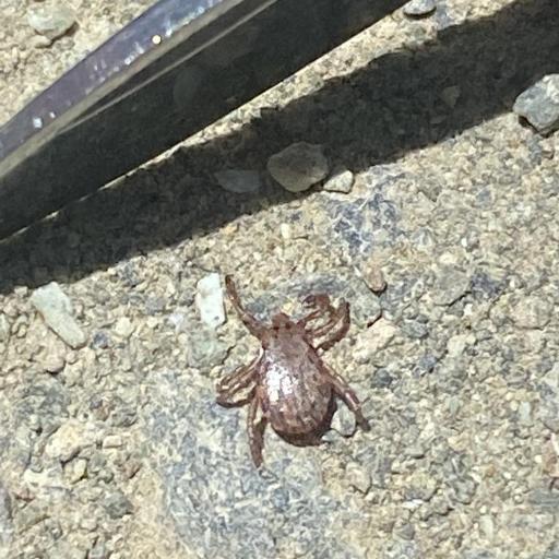 Pacific Coast Tick (Dermacentor Occidentalis) Insect Identification ...