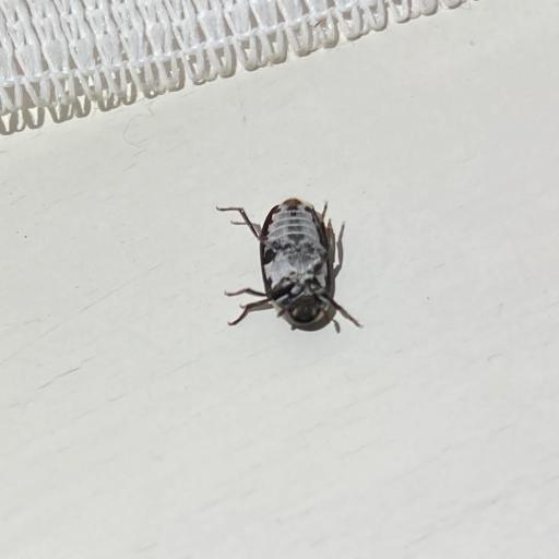 Spongy Moth (Lymantria Dispar) Insect Identification Guide, Habitat & Facts