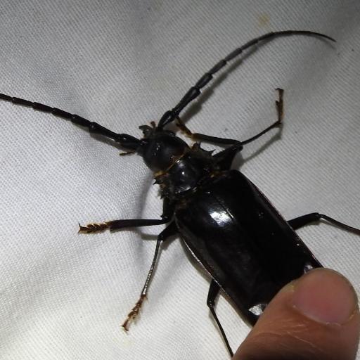 Derobrachus Insect Identification Guide, Habitat & Facts