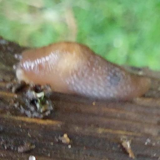 Chestnut Slug (Deroceras Invadens) Insect Identification Guide, Habitat ...
