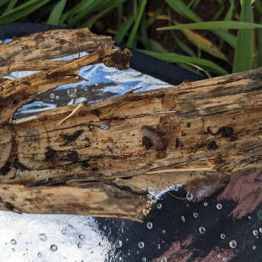 Milky Slug (Deroceras Reticulatum) Insect Identification Guide, Habitat ...