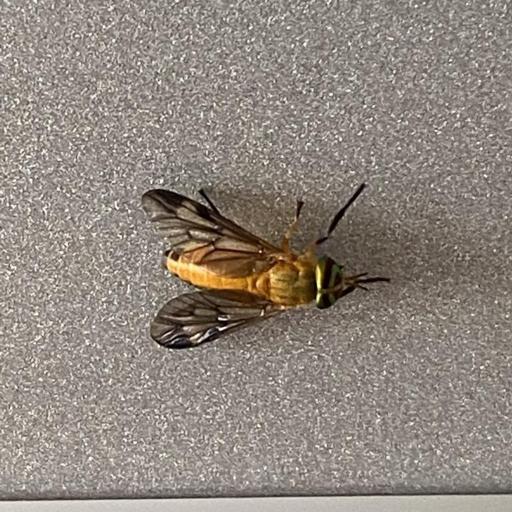 Yellow Fly Of The Dismal Swamp (Diachlorus Ferrugatus) Insect ...