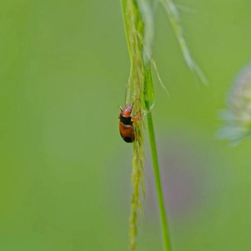 Acorn Weevil (Curculio Glandium) Insect Identification Guide, Habitat ...