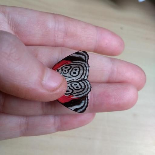 Widespread Eighty-eight (Diaethria Clymena) Insect Identification Guide ...