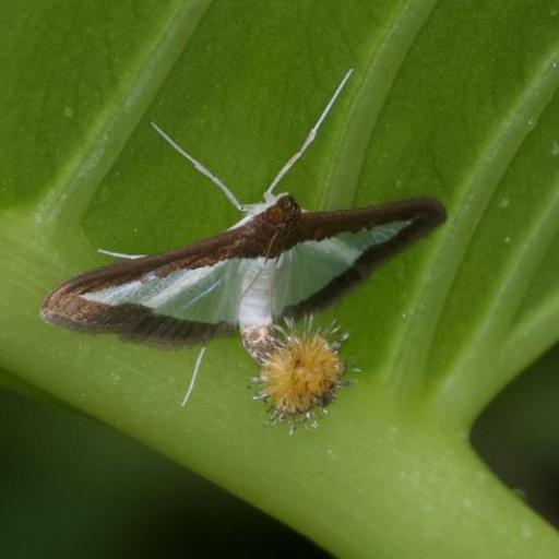 Cucumber Moth (Diaphania Indica) Insect Identification Guide, Habitat ...