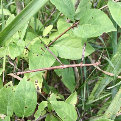 Northern Walkingstick (Diapheromera Femorata) Insect Identification ...