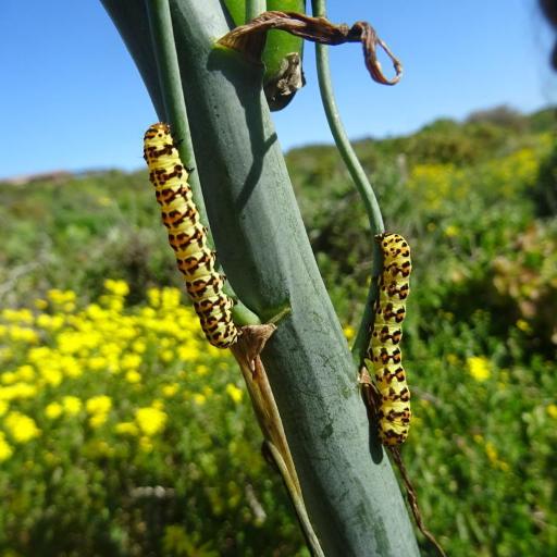 Bullet Ant (Paraponera Clavata) Insect Identification Guide, Habitat ...