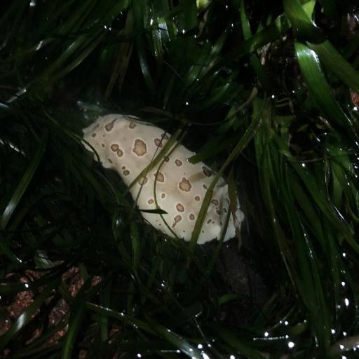 Northern Leopard Dorid (Diaulula Odonoghuei) Insect Identification ...