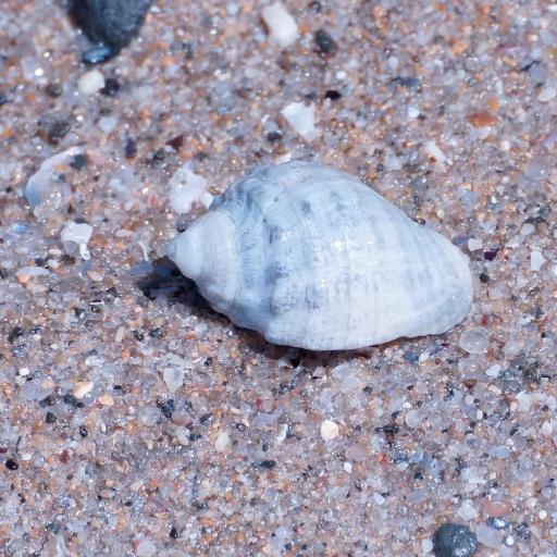 Cart-Rut Shell (Dicathais Orbita) Insect Identification Guide, Habitat ...