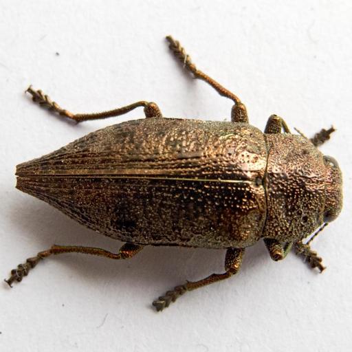 Dicerca Aenea Insect Identification Guide, Habitat & Facts