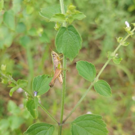 Short-winged Green Grasshopper (Dichromorpha Viridis) Insect ...