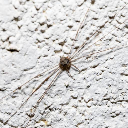 Spotted Pink Lady Beetle (Coleomegilla Maculata) Insect Identification ...