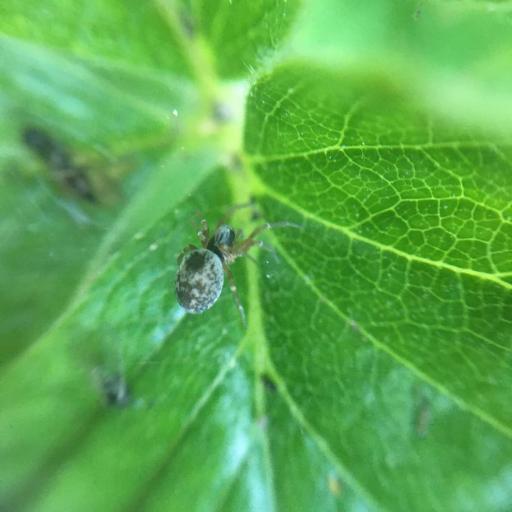 Common Meshweaver (Dictyna Arundinacea) Insect Identification Guide ...