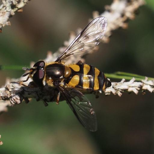 Sun Fly (Helophilus Pendulus) Insect Identification Guide, Habitat & Facts