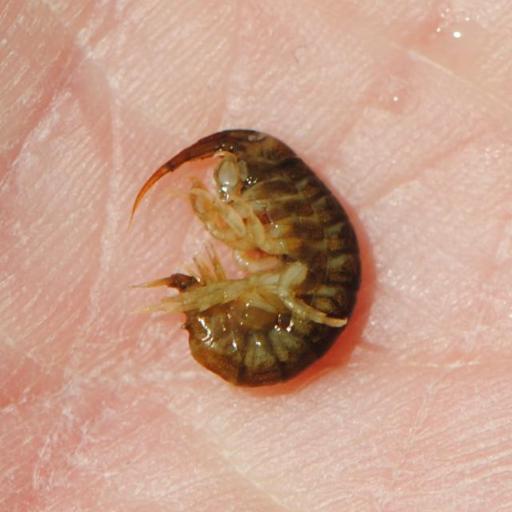 Killer Shrimp (Dikerogammarus Villosus) Insect Identification Guide ...