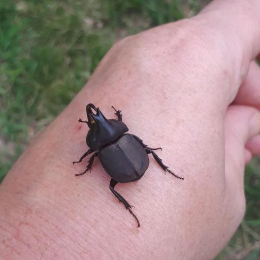 Diloboderus Abderus Insect Identification Guide, Habitat & Facts